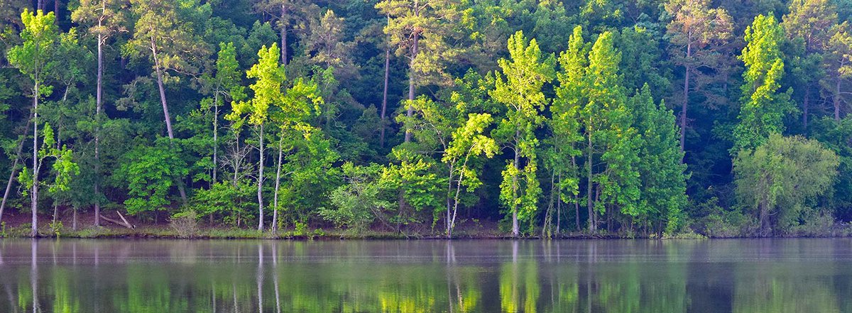 Daisy State Park Guide | Outdoorsy