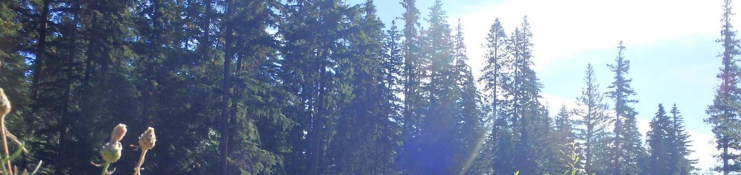 Take a trip to American Forks Campground - Outdoorsy in Naches, WA ...